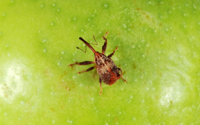 Insect Gallery – Fruit Insects and Their Management