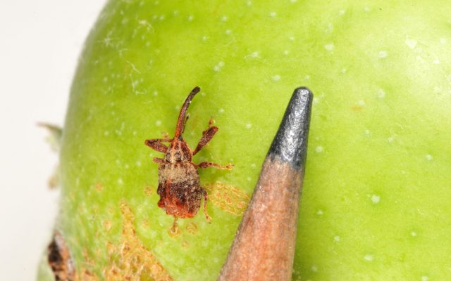 Insect Gallery – Fruit Insects and Their Management