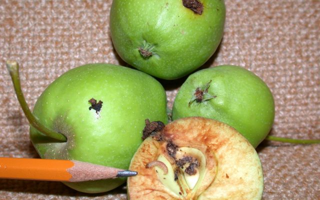 Insect Gallery – Fruit Insects and Their Management