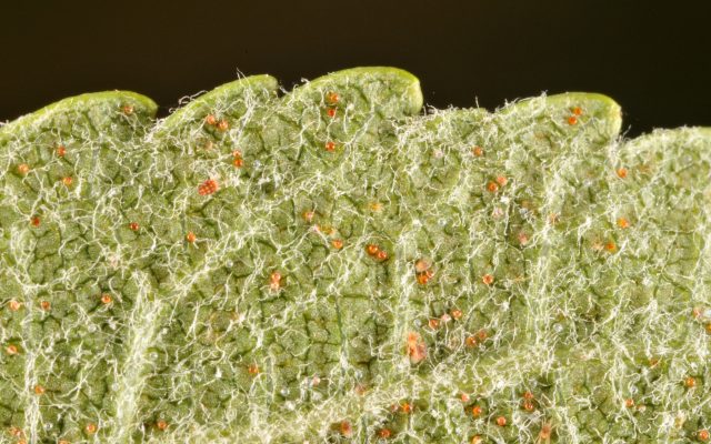 Insect Gallery – Fruit Insects and Their Management