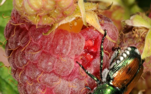 Insect Gallery – Fruit Insects and Their Management