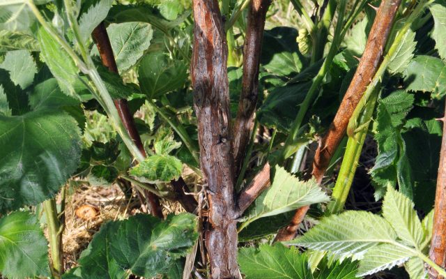 Insect Gallery – Fruit Insects and Their Management