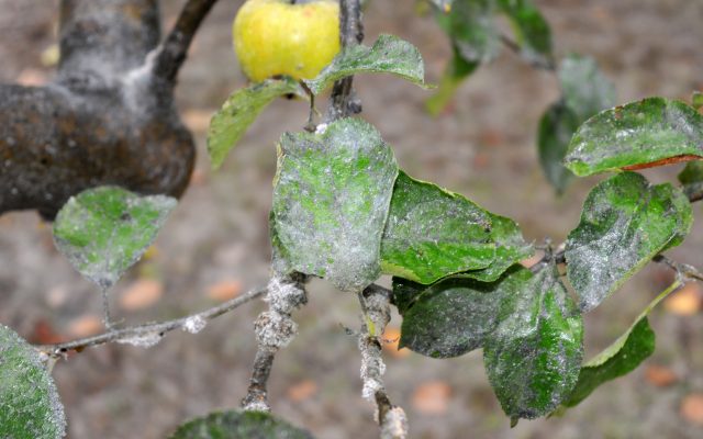 Insect Gallery – Fruit Insects and Their Management