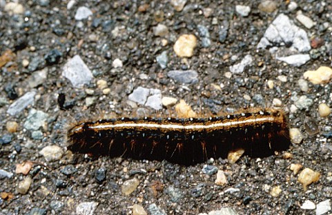 Common Indiana Caterpillar Defoliators