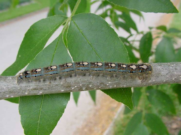 Common Indiana Caterpillar Defoliators