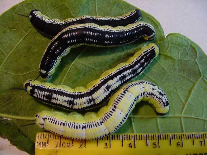 Common Indiana Caterpillar Defoliators