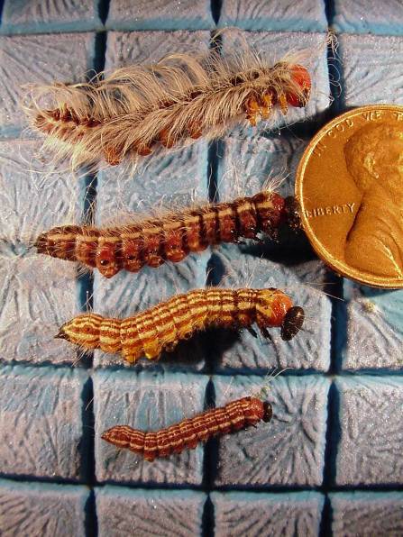 Common Indiana Caterpillar Defoliators