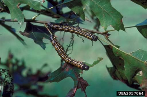 Common Indiana Caterpillar Defoliators