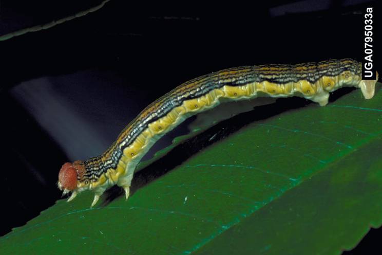 Common Indiana Caterpillar Defoliators