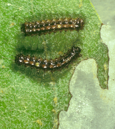 Common Indiana Caterpillar Defoliators