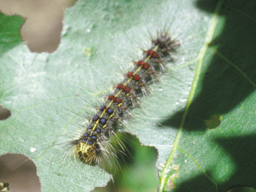 Common Indiana Caterpillar Defoliators
