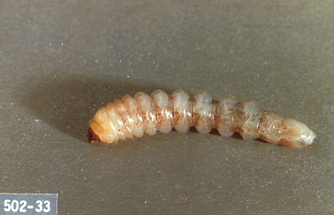 Borers and their Damage