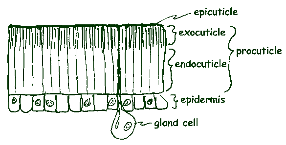 Insect Molting and Head Anatomy