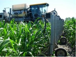 Late-Season Nitrogen Application for Corn | Purdue University Pest&Crop ...
