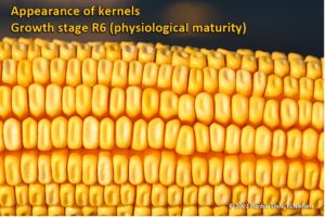 Grain Fill Stages in Corn | Purdue University Pest&Crop newsletter