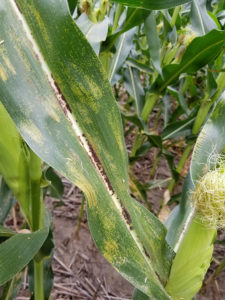 Update on Corn Diseases in Indiana | Purdue University Pest&Crop newsletter