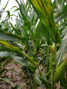 Update on Corn Diseases in Indiana | Purdue University Pest&Crop newsletter