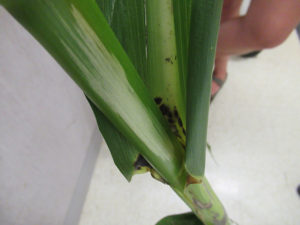 Update on Corn Diseases in Indiana | Purdue University Pest&Crop newsletter