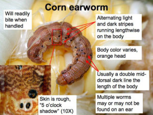Know Your Worms in the Ear | Purdue University Pest&Crop newsletter