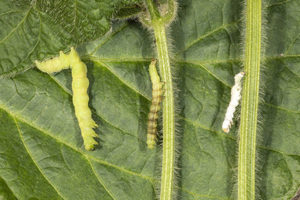 Green Cloverworm, Natural Enemies to the Rescue | Purdue University ...