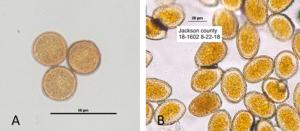 Southern Rust of Corn is Officially Here in Indiana | Purdue University ...
