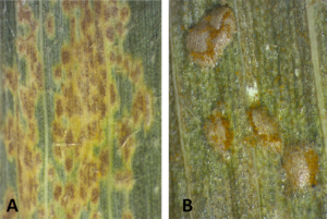 Southern Rust of Corn is Officially Here in Indiana | Purdue University ...