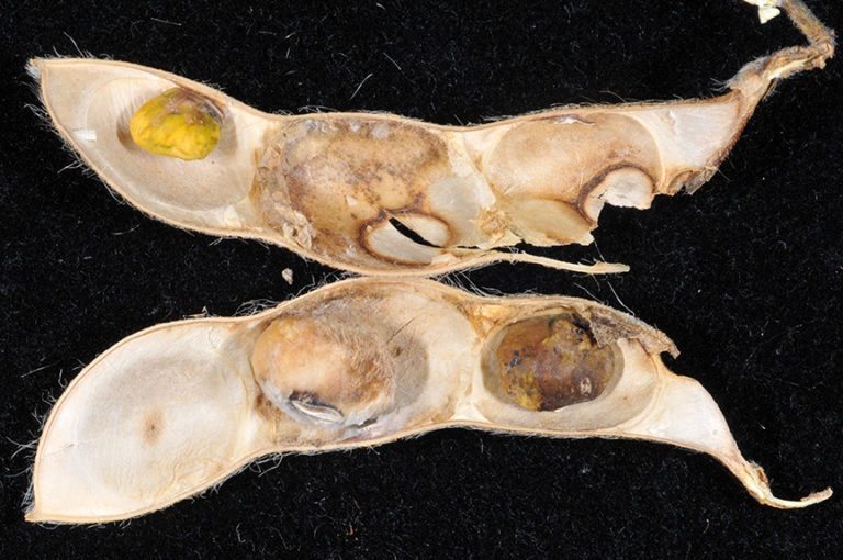 Discolored and Shriveled Soybean Seeds; Who Done It? | Purdue ...