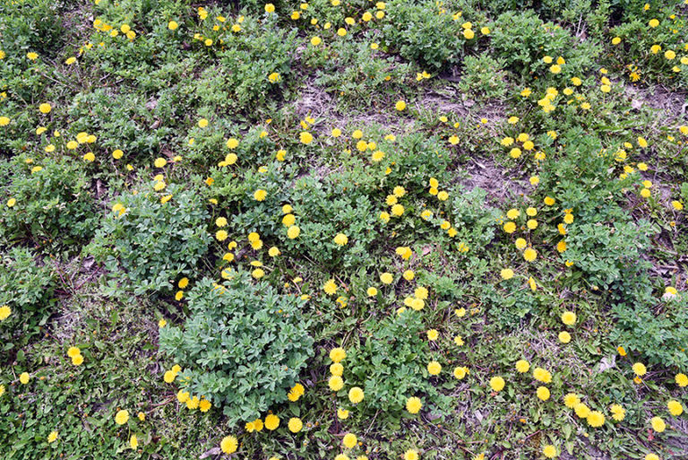 What to Look for When Alfalfa is Scouted in the Early Spring | Purdue ...