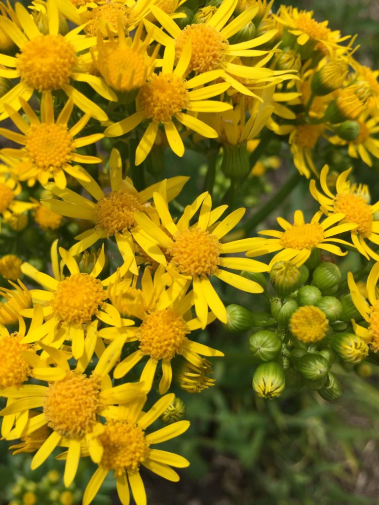 Cressleaf Groundsel (Packera glabella) | Purdue University Pest&Crop ...