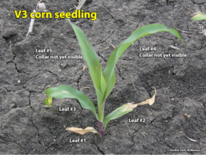 Tips for Staging Corn with Severe Leaf Damage | Purdue University Pest ...