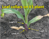 Tips for Staging Corn with Severe Leaf Damage | Purdue University Pest ...
