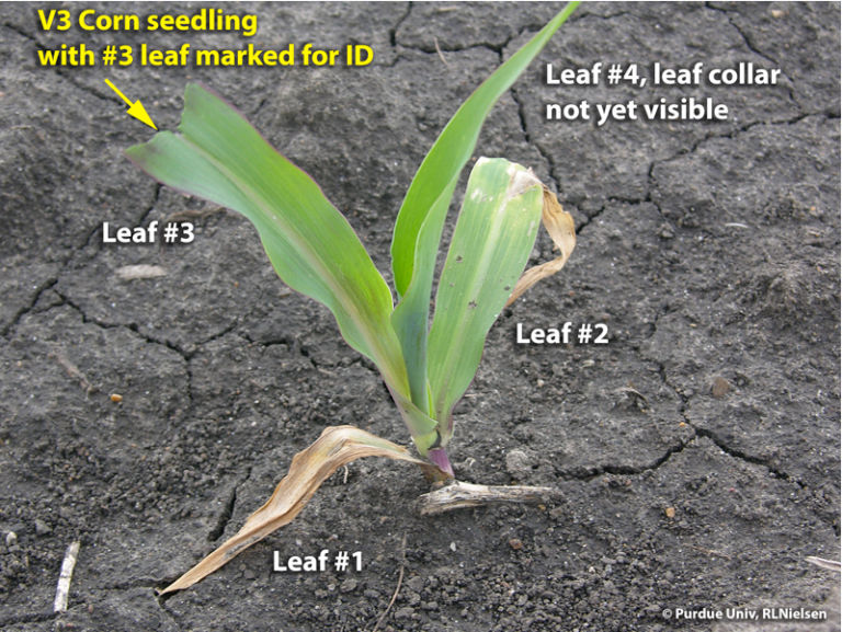 Tips for Staging Corn with Severe Leaf Damage | Purdue University Pest ...