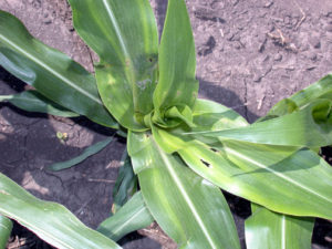 Stink Bug Damage in Corn | Purdue University Pest&Crop newsletter