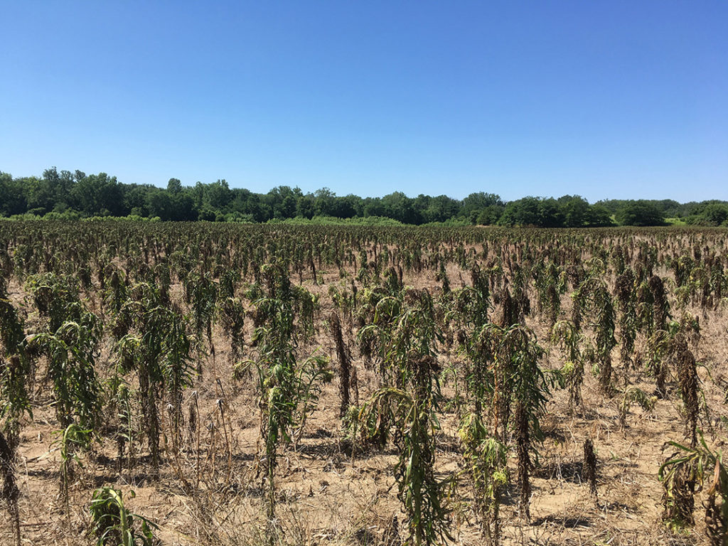 Weed Control Issues On Prevented Planting Fields | Purdue University ...