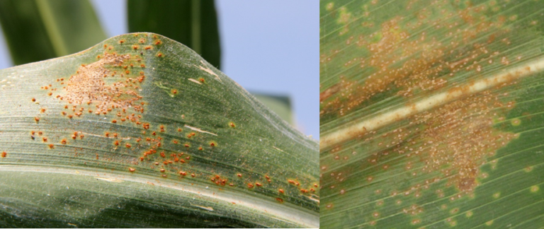 Southern Rust and Tar Spot Update on Corn in Indiana: We need your help ...