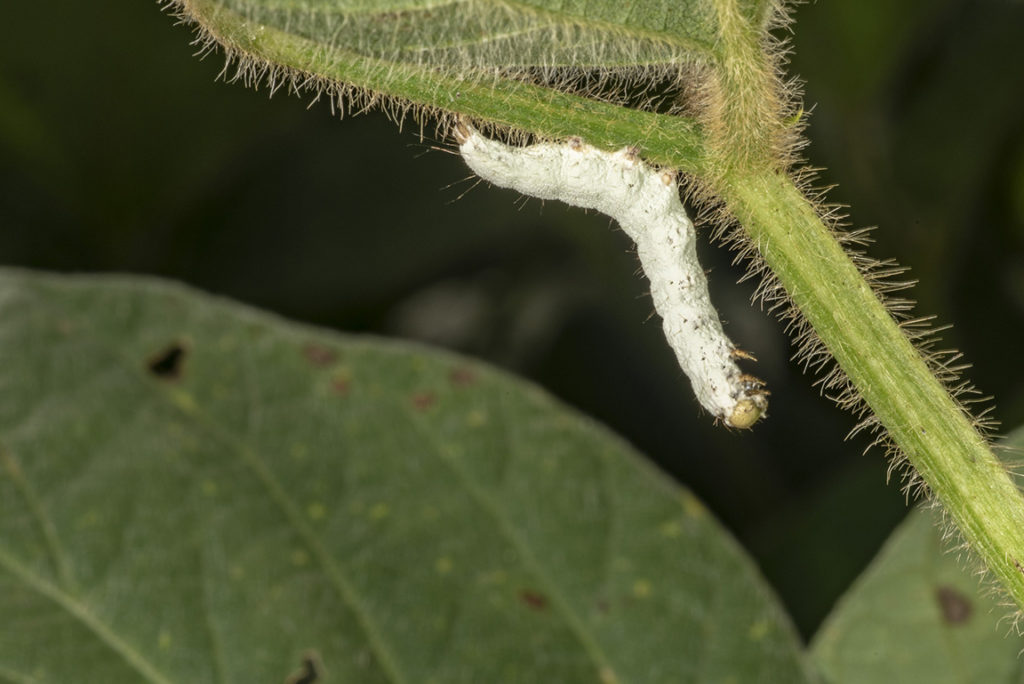 Soybean Defoliating Caterpillars Late in the Season | Purdue University ...