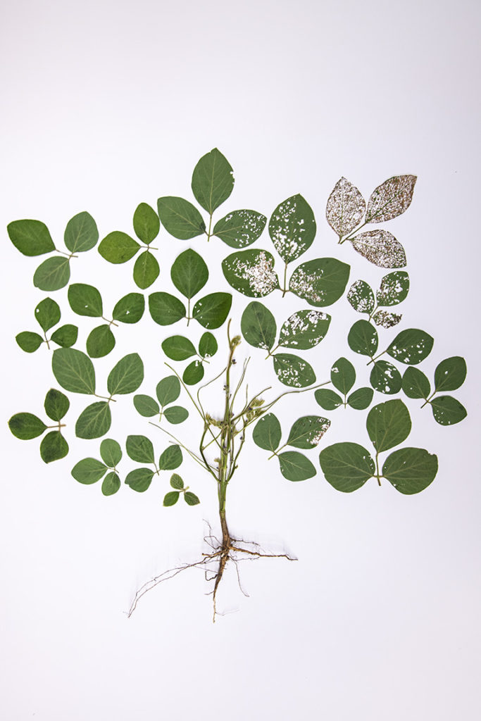 Soybean Defoliation Contest, the Winner is… | Purdue University Pest ...