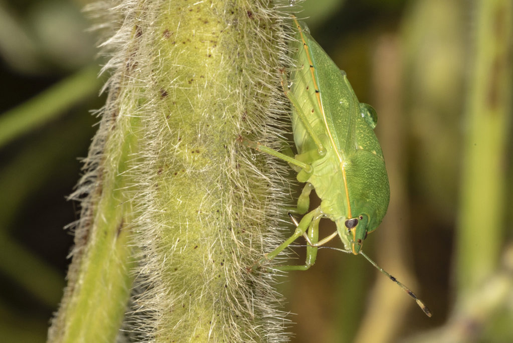 Green Stink Bug, Worth a Look in Seed-Filling Soybean Fields | Purdue ...