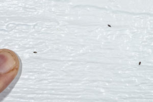 Little Black Bug…BIG Bite | Purdue University Pest&Crop newsletter