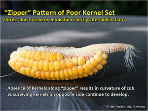 The “Zipper” Pattern of Poor Kernel Set in Corn | Purdue University ...