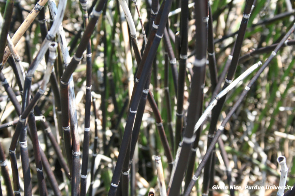 Scouringrush Control Near Drainage Ditches In Corn And Soybean Fields ...