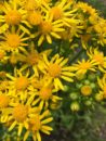 Cressleaf Groundsel (Packera glabella) | Purdue University Pest&Crop ...