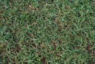 Quackgrass Control In Agronomic Crops | Purdue University Pest&Crop ...