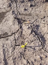 First Frost, Next Seedling Blight? | Purdue University Pest&Crop newsletter