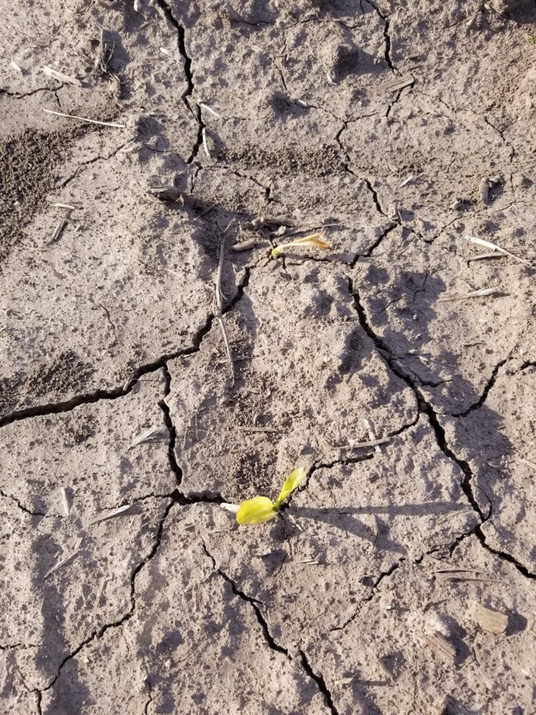 First Frost, Next Seedling Blight? | Purdue University Pest&Crop newsletter