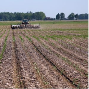Corn Replant Considerations | Purdue University Pest&Crop newsletter