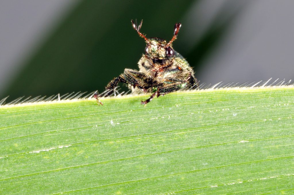 Japanese Beetle Season Begins | Purdue University Pest&Crop newsletter