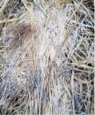 Is Your Hay Too Hot? | Purdue University Pest&Crop newsletter