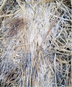 Is Your Hay Too Hot? | Purdue University Pest&Crop newsletter