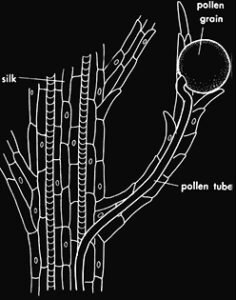 Silk Development and Emergence in Corn | Purdue University Pest&Crop ...